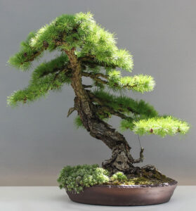 Japanese Larch Bonsai Tree Care – Chinese Bonsai Garden