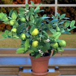 Key Lime Bonsai Tree Care – Chinese Bonsai Garden