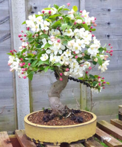 Nagasaki Crabapple Bonsai Tree Care – Chinese Bonsai Garden