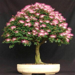 Pink Powderpuff Bonsai Tree Care – Chinese Bonsai Garden