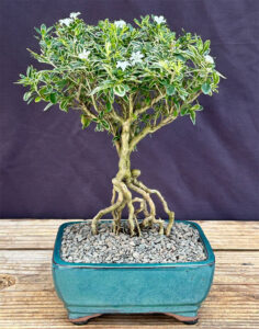 Snow Rose Bonsai Tree Care – Chinese Bonsai Garden