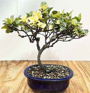 Star Jasmine Bonsai Tree Care - Chinese Bonsai Garden